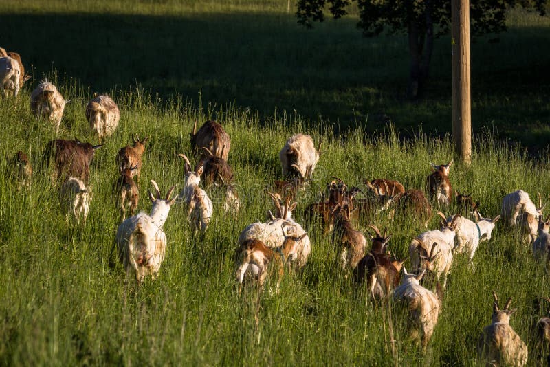 Caprine stock image. Image of head, hair, green, field - 50035019