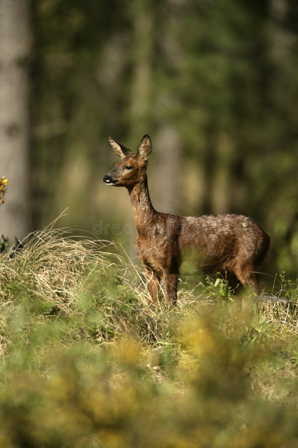 Caprioli, Capreolus Del Capreolus Immagine Stock - Immagine di inglese ...