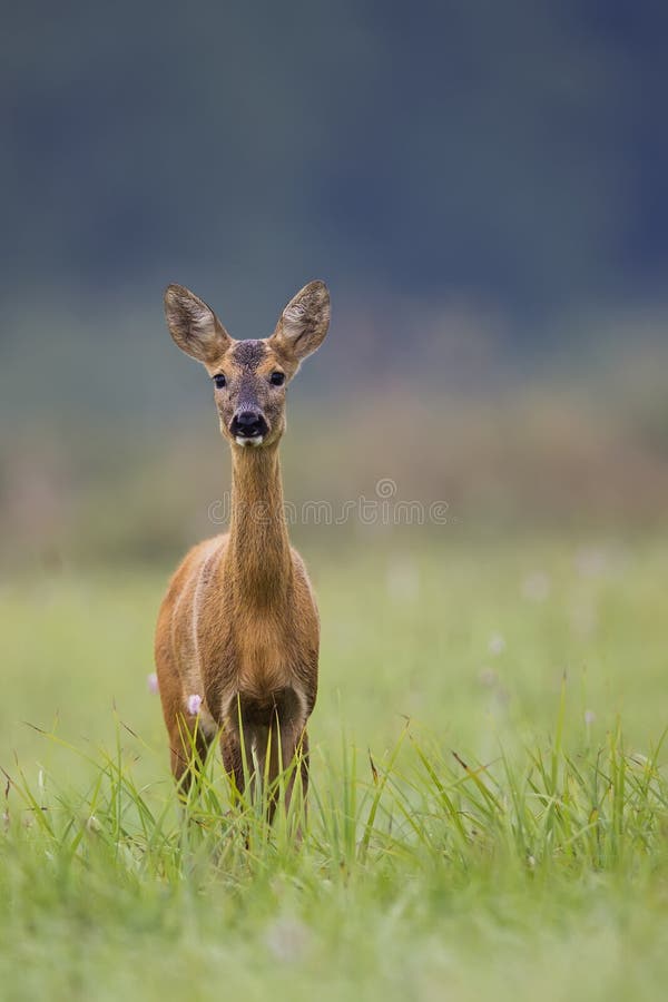 Caprioli nel selvaggio fotografia stock. Immagine di profilo - 40310838