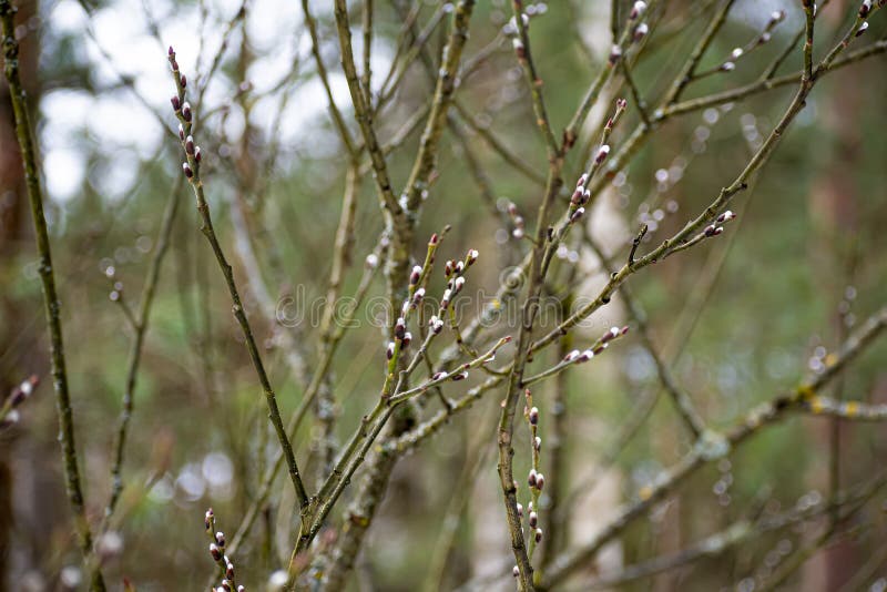 Caprisalix Bush Closeup in Spring Stock Image - Image of early, garden ...