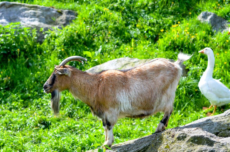 Capro immagine stock. Immagine di formato, barba, animale - 31107279