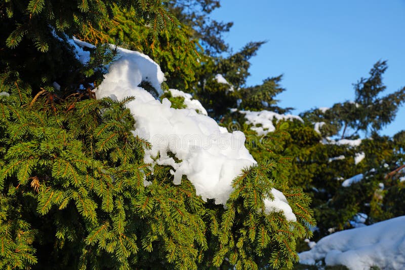 Caps of Snow Melting in the Sun. End of Winter Stock Photo - Image of ...