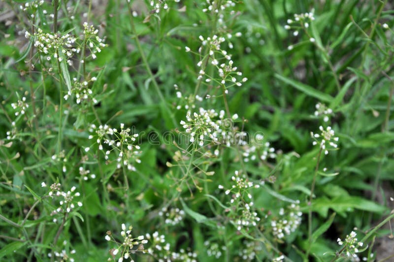 Capsella Bursa-pastoris Blooms in Nature Stock Image - Image of green ...