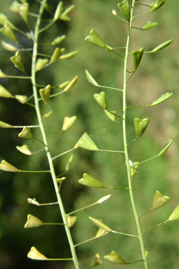 Capsella Bursa-pastoris Grow in Nature Stock Photo - Image of full ...
