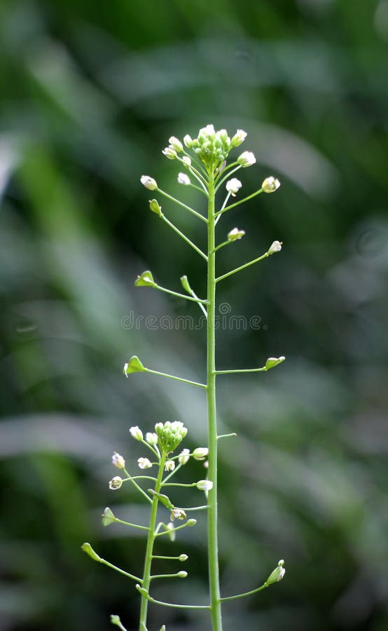 Capsella Bursa-pastoris Grow in Nature Stock Photo - Image of field ...