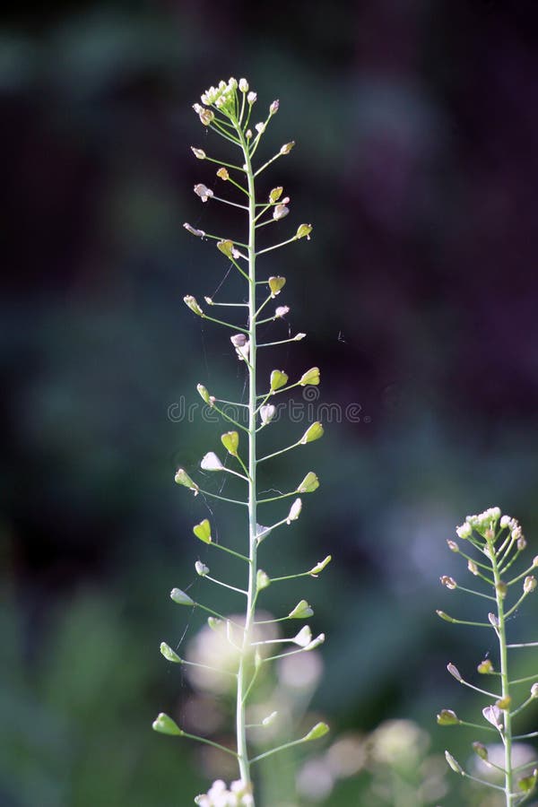 Capsella Bursa-pastoris Grow in Nature Stock Image - Image of shepherd ...