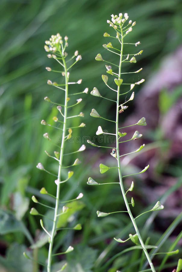 Capsella Bursa-pastoris Grow in Nature Stock Photo - Image of purse ...