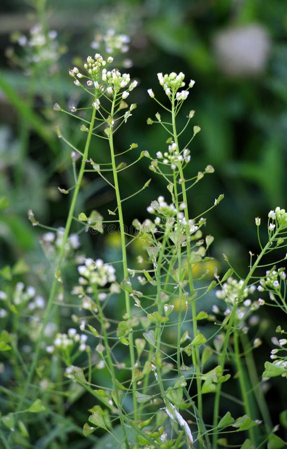Capsella Bursa-pastoris Grow in Nature Stock Image - Image of ...