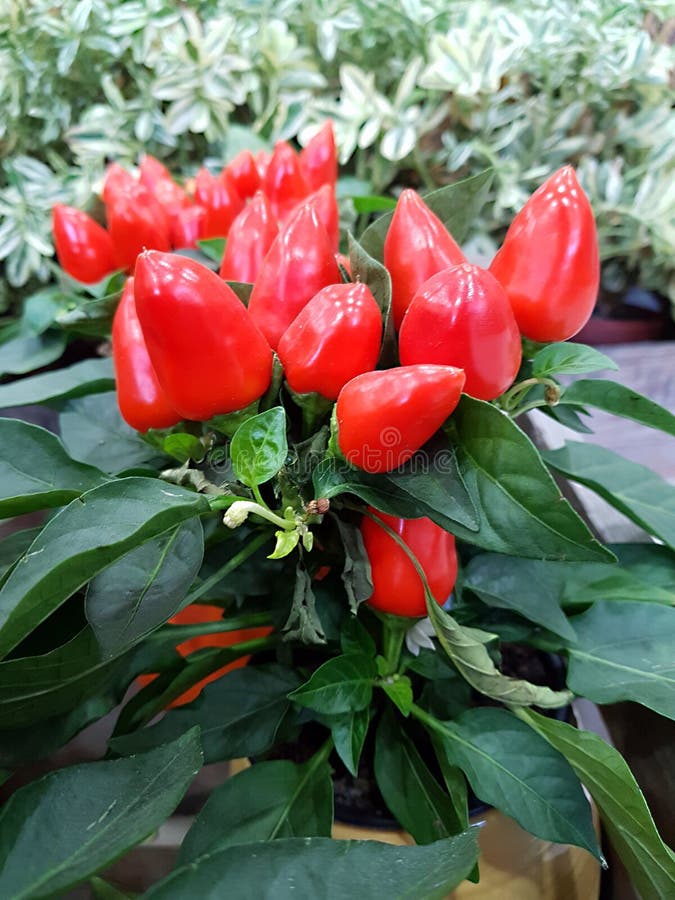 Capsico immagine stock. Immagine di rosso, verdura, fiore - 127047293