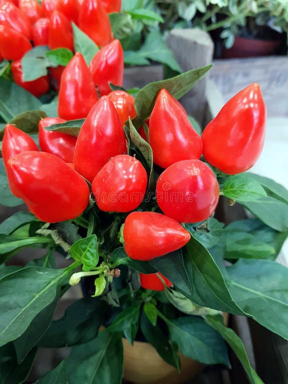 Capsico immagine stock. Immagine di verdura, capsico - 127047311