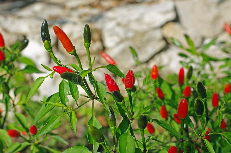 Planta Decorativa ( Da Pimenta; Capsicum Annuum) Imagem de Stock ...