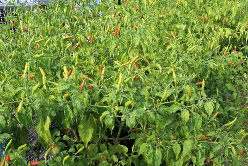 Capsicum annuum chili stock image. Image of food, garden - 48511755