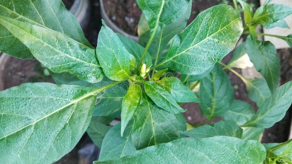 Capsicum Annuum Chili on the Tree, Close Up Stock Photo - Image of leaf ...