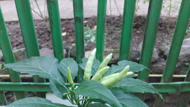 Capsicum Annuum Chili on the Tree, Close Up Stock Image - Image of ...