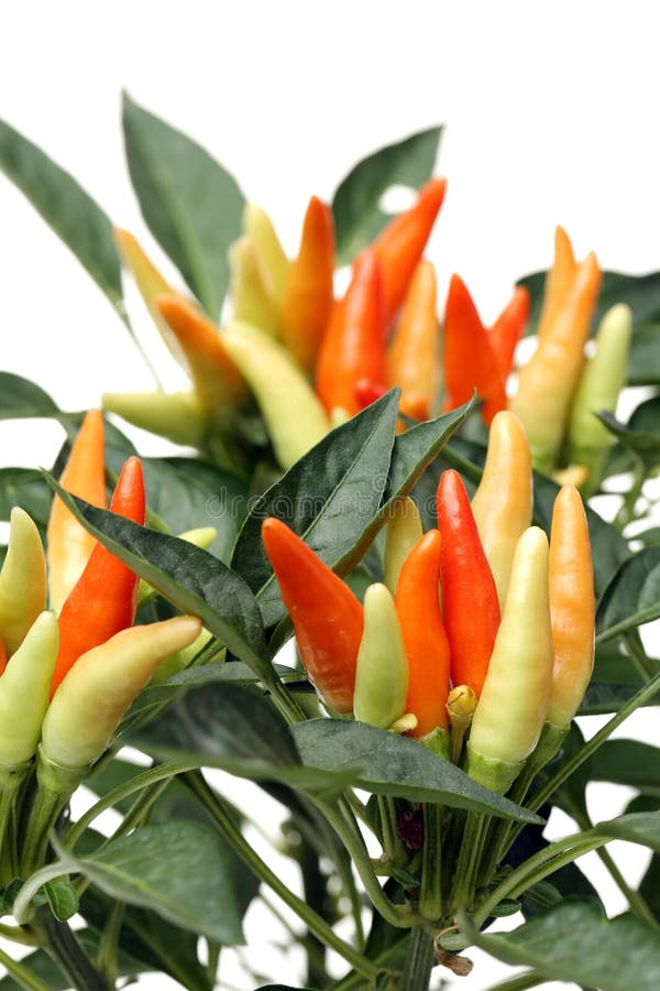 Decorative Pepper in Pot stock image. Image of element - 16274911