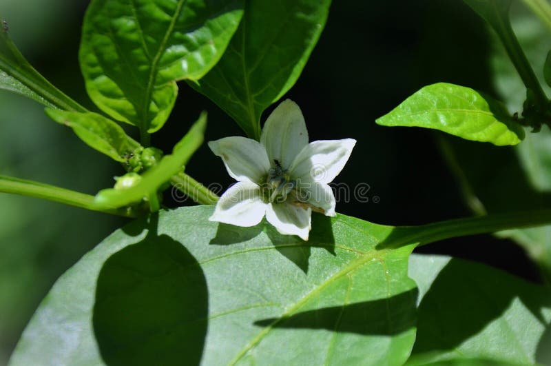 The White Flower of Capsicum Annuum Stock Photo - Image of organic ...