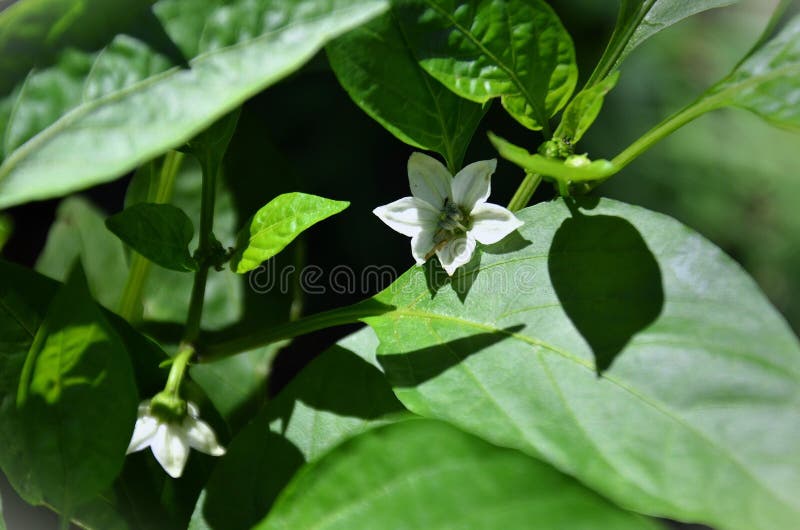 The White Flower of Capsicum Annuum and Its Leaves Stock Photo - Image ...