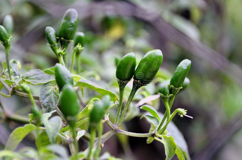 Capsicum Annuum Growing in the Backyard Stock Photo - Image of growth ...