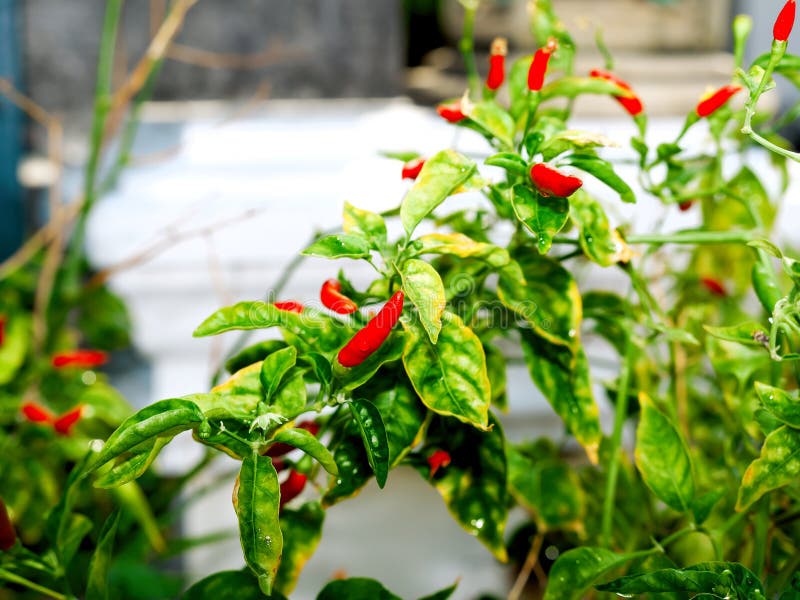 Capsicum Annuum Thai Chili Pepper Stock Photo - Image of thaipep ...