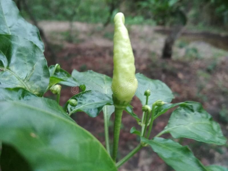 Capsicum Anuum or Red Capsicum Plant in the Field Stock Photo - Image ...