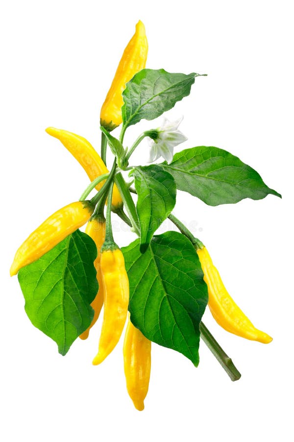 Aji Lemon Dop Capsicum Baccatum, Percorso Immagine Stock - Immagine di ...