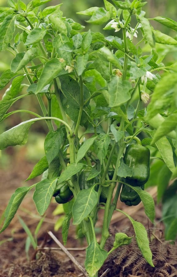 Capsicum bell pepper stock image. Image of chilli, plant - 11325445
