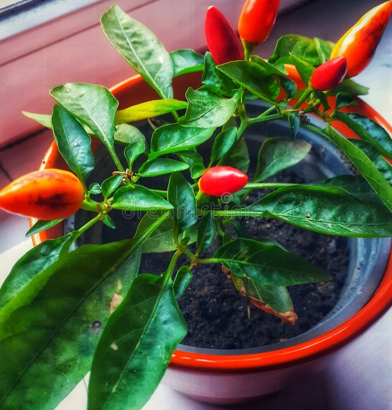 Capsicum stock photo. Image of spice, flower, pepper - 166080316