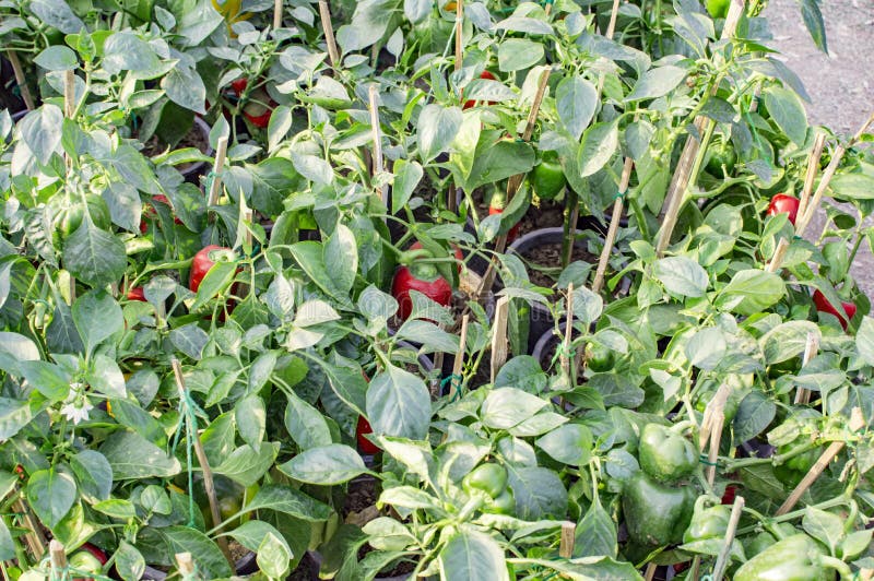Capsicum farming stock photo. Image of stem, plant, season - 70846216