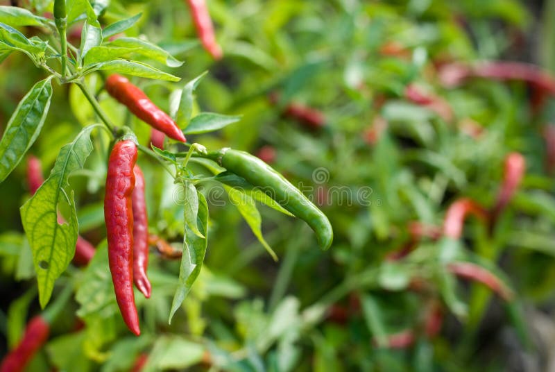 Capsicum field stock image. Image of field, ingredient - 23958117
