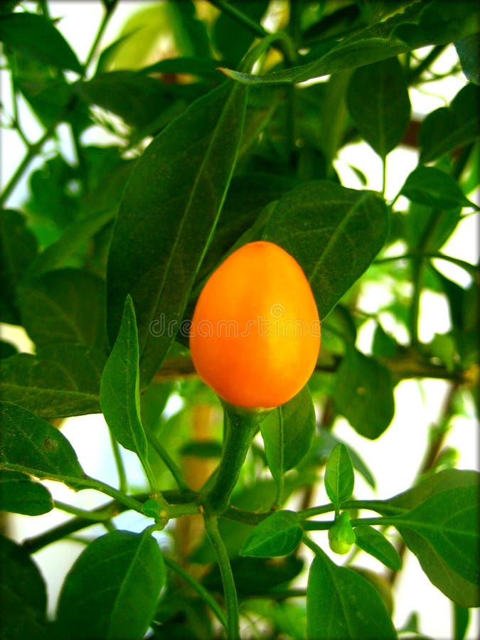 Capsicum Flower Macro Background Wallpaper Fine Art Prints Stock Image ...