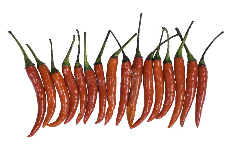 Capsicum Frutescens or Thai Pepper , Bird Eye Chili Pepper Plant Stock ...