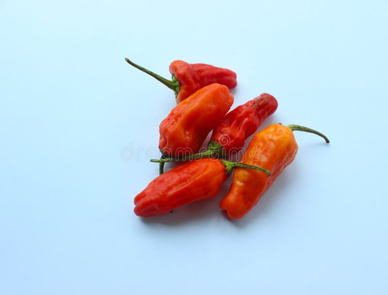 Capsicum frutescens imagem de stock. Imagem de calor - 269178491