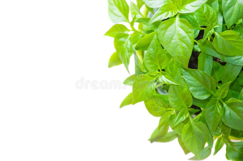 Capsicum leaves stock photo. Image of cultivation, multiple - 55816228