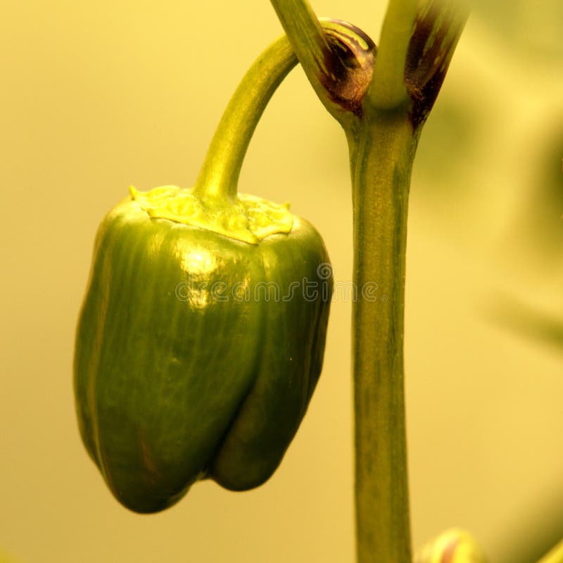 Capsicum / paprika stock photo. Image of green, vitamins - 99016818
