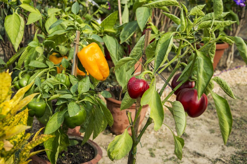 Capsicum plant stock image. Image of healthy, gardening - 38582489