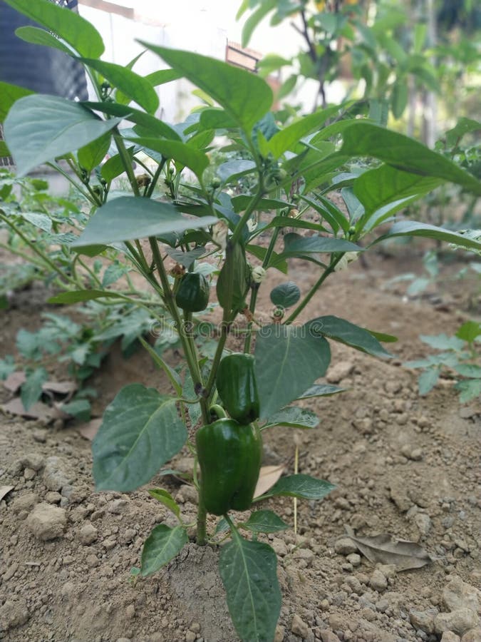 A Capsicum Plant with Green Capsicum Stock Photo - Image of simple ...