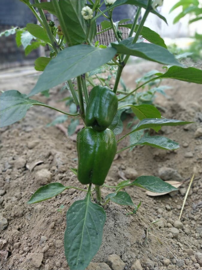 A Capsicum Plant with Green Capsicum Stock Photo - Image of india ...