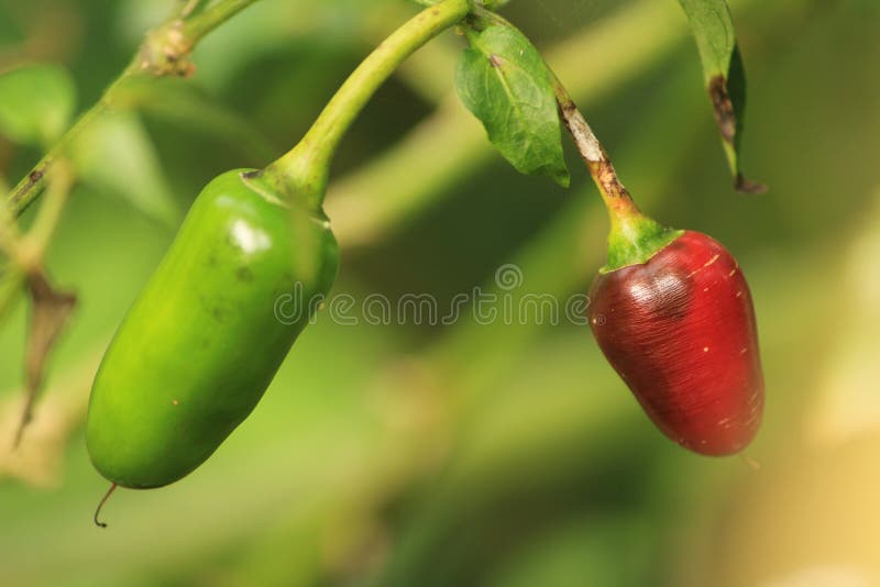Capsicum pubescens plant stock image. Image of chilli - 63137419