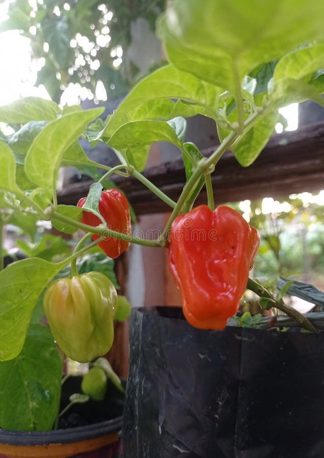 Capsicum Pubescens Plants in Polybags Stock Photo - Image of cuisine ...