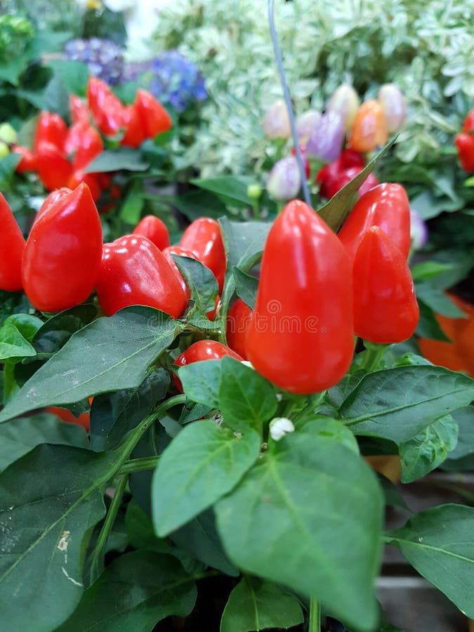 Capsicum stock photo. Image of flower, greenhouse, vegitable - 127054400