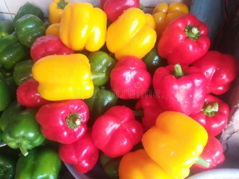 Capsicum stock photo. Image of healthy, colour, fresh - 134708384
