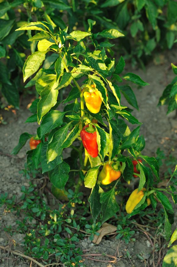Agriculture stock photo. Image of life, yellow, plant - 21019154