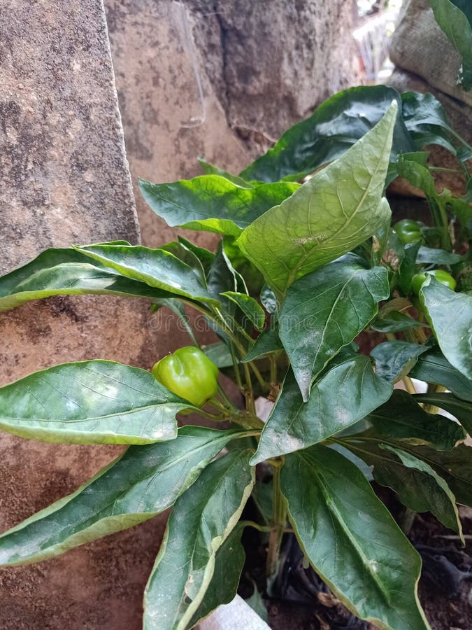 The Capsicum Tree with Capsicum Stock Photo - Image of leafs, green ...