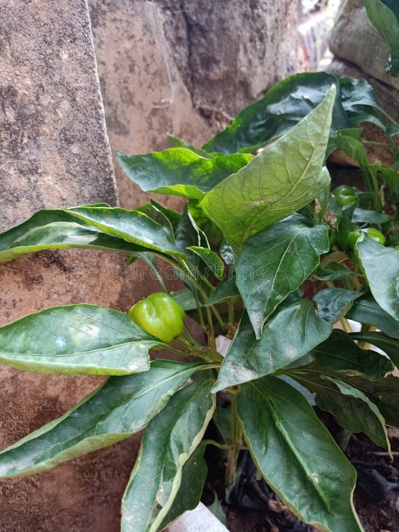 The Capsicum Tree with Capsicum Stock Photo - Image of leafs, green ...
