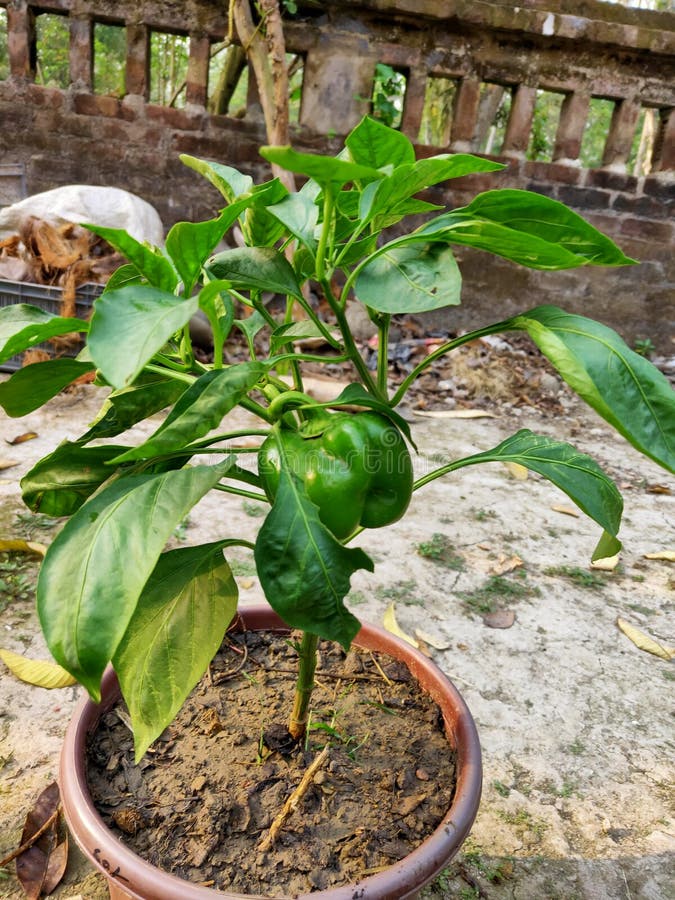 Capsicum tree, stock photo. Image of jungle, crop, vegetable - 226733800