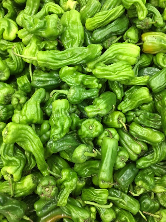 Capsicums stock photo. Image of plant, green, pepper - 89616040