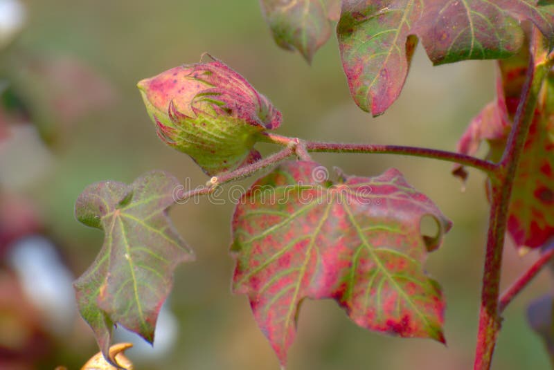 Capsula E Pianta Del Cotone Immagine Stock - Immagine di cotone, fogli ...