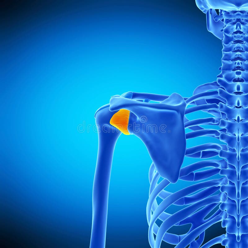 The capsular ligament stock illustration. Illustration of accurate ...