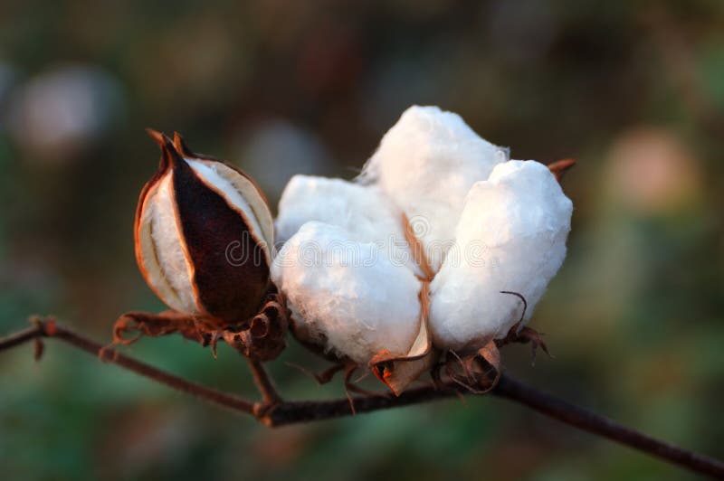 Capsule de coton image stock. Image du branchement, bourgeonnement ...