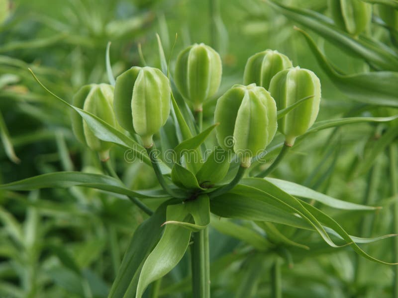 Capsule Flowers Imperial Crown Stock Image - Image of botanical, garden ...